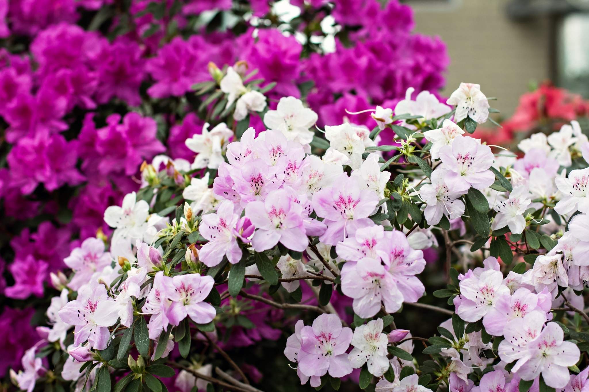 4 Steps to Having Beautiful Azaleas | The Greathouse Company ...